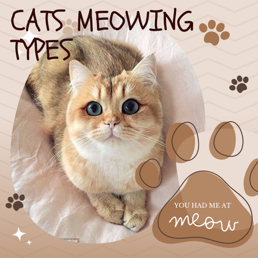 Cats Meowing Types - Cats Club