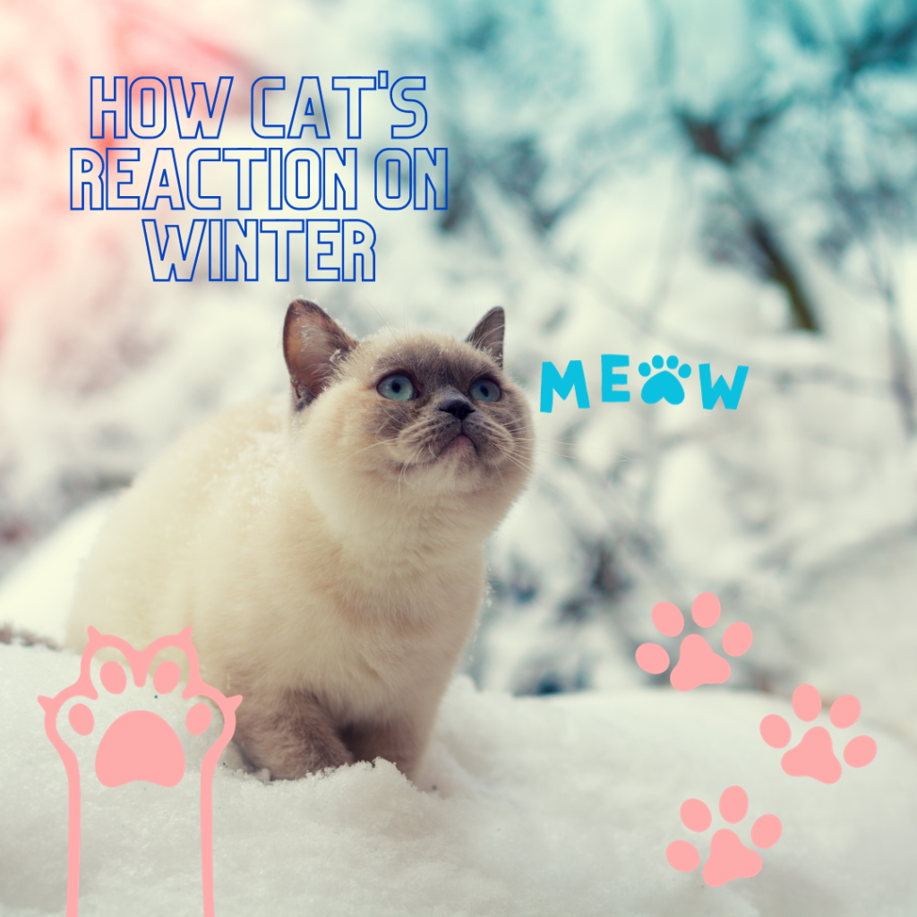 How Cat's Reactions on Winter - Cats Club